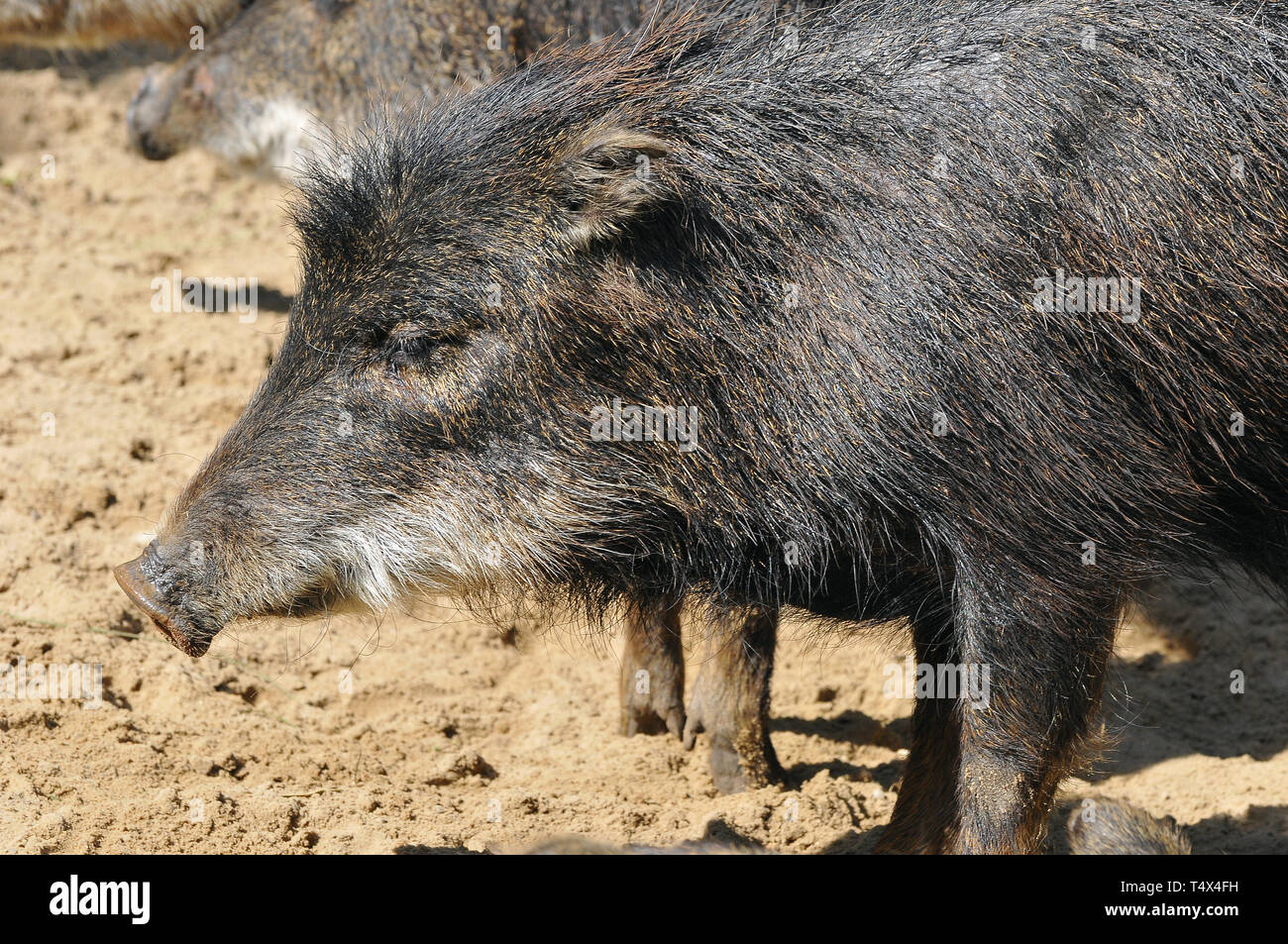 white-lipped peccary, Weißbartpekari, Tayassu pecari, fehérajkú pekari ...