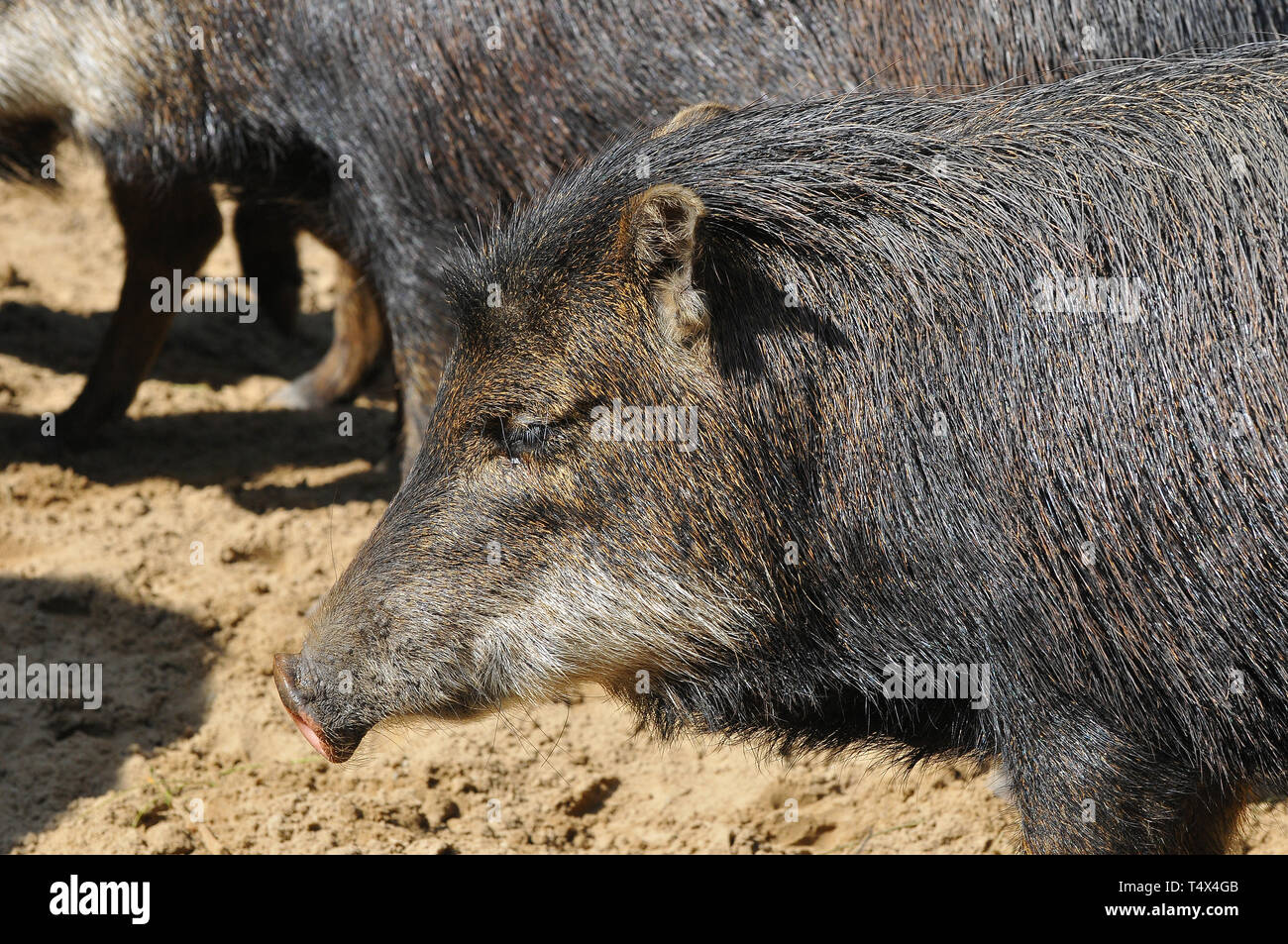 white-lipped peccary, Weißbartpekari, Tayassu pecari, fehérajkú pekari ...