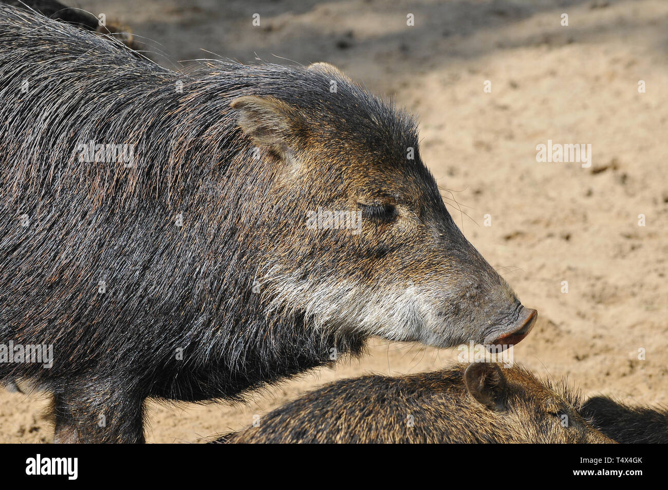 Pekari hi-res stock photography and images - Alamy