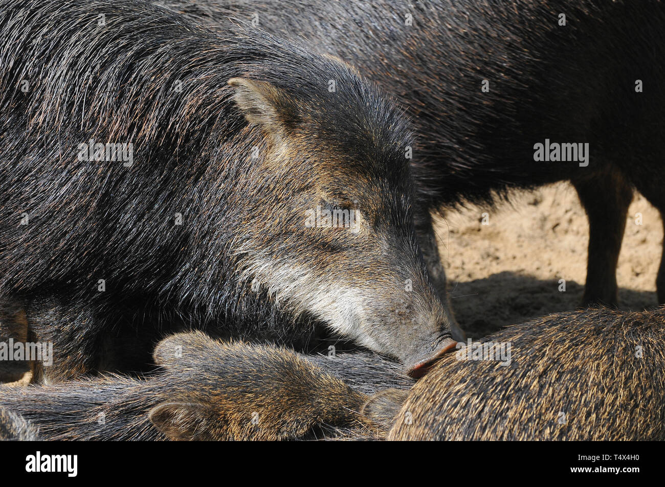 Feherajku pekari hi-res stock photography and images - Alamy