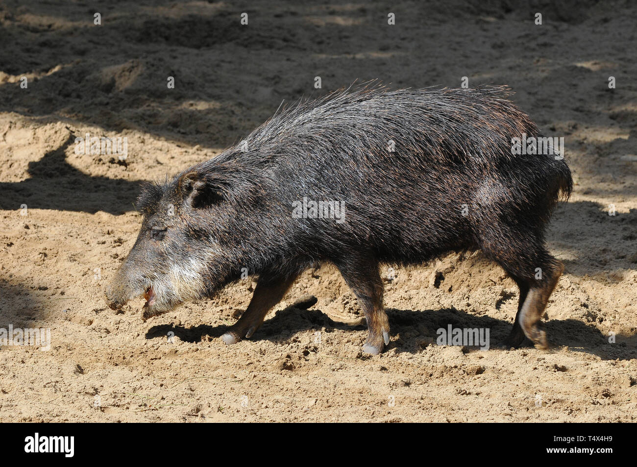white-lipped peccary, Weißbartpekari, Tayassu pecari, fehérajkú pekari ...