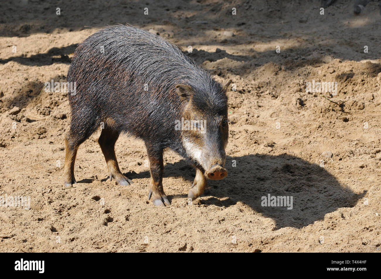 White lipped peccary hi-res stock photography and images - Alamy
