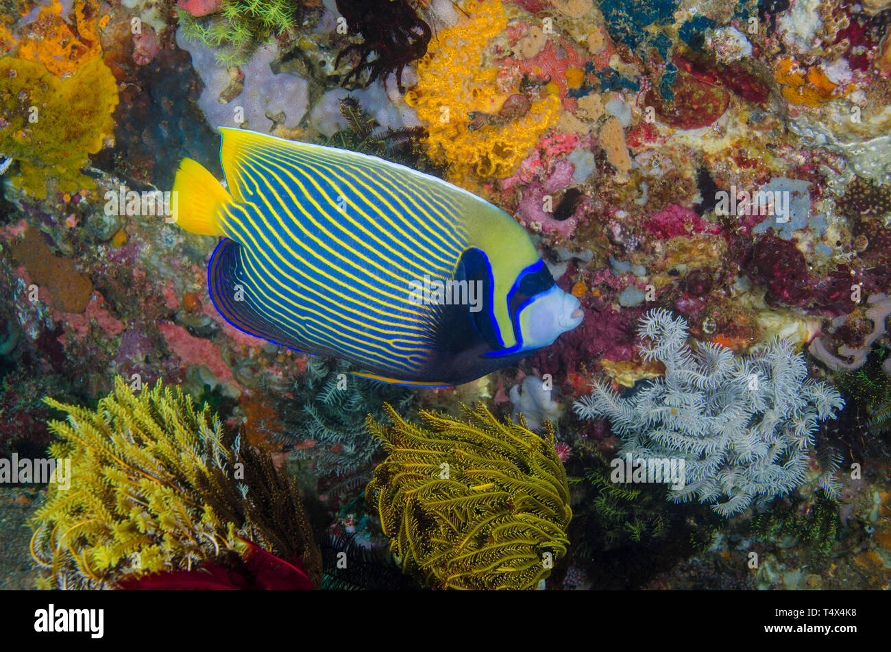 Emperor Angelfish (Pomacanthus imperator Stock Photo - Alamy
