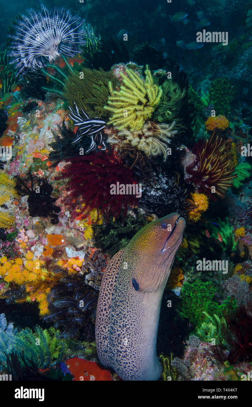 Yellowmargine moray eel hi-res stock photography and images - Alamy