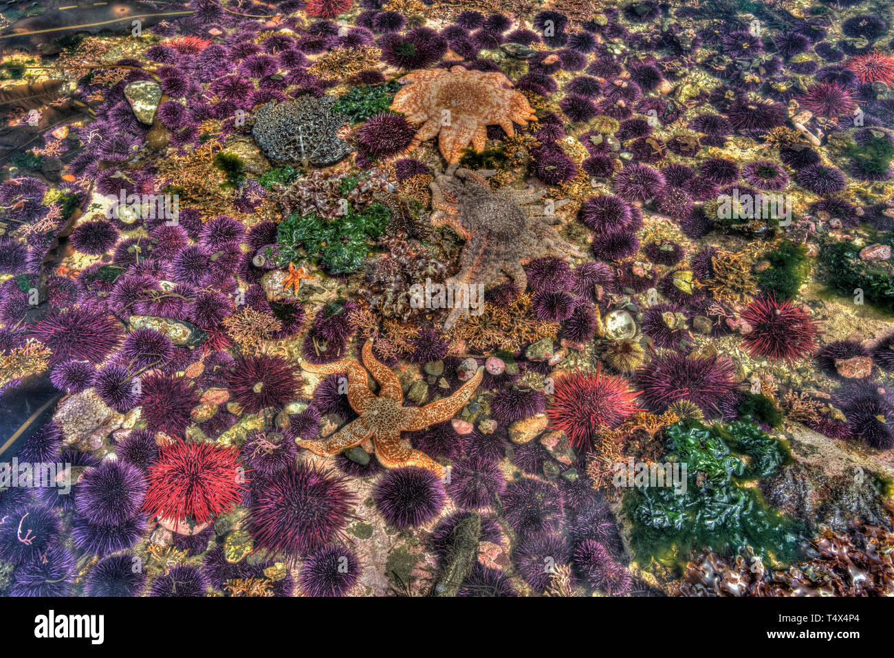 Pacific Northwest Tide Pool Stock Photo - Alamy