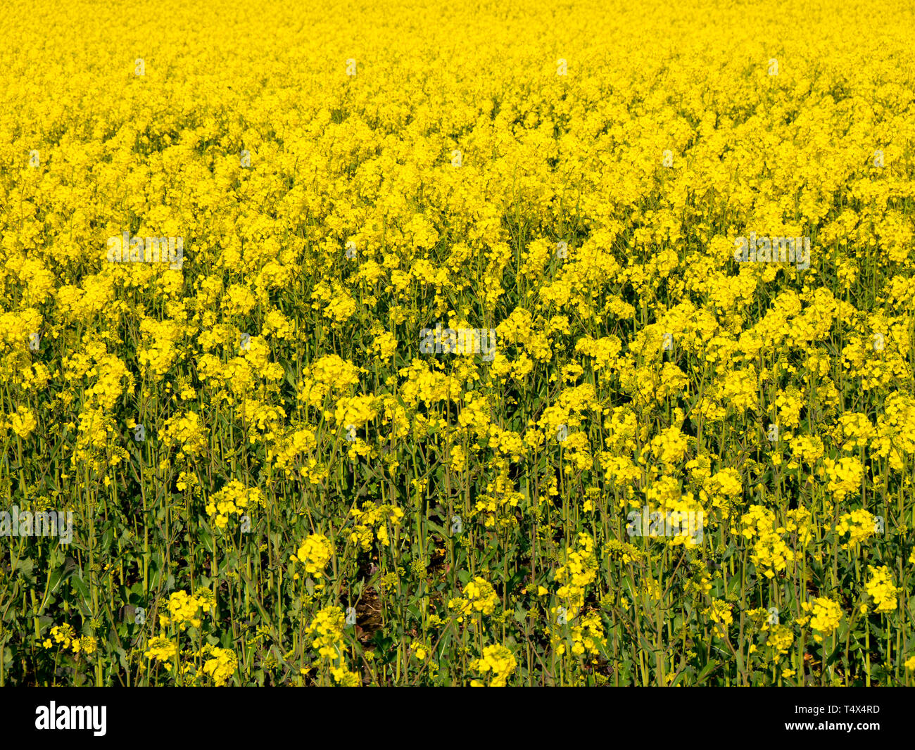Rapeseed (Brassica napus), also known as rape and oilseed rape is a bright-yellow flowering ...