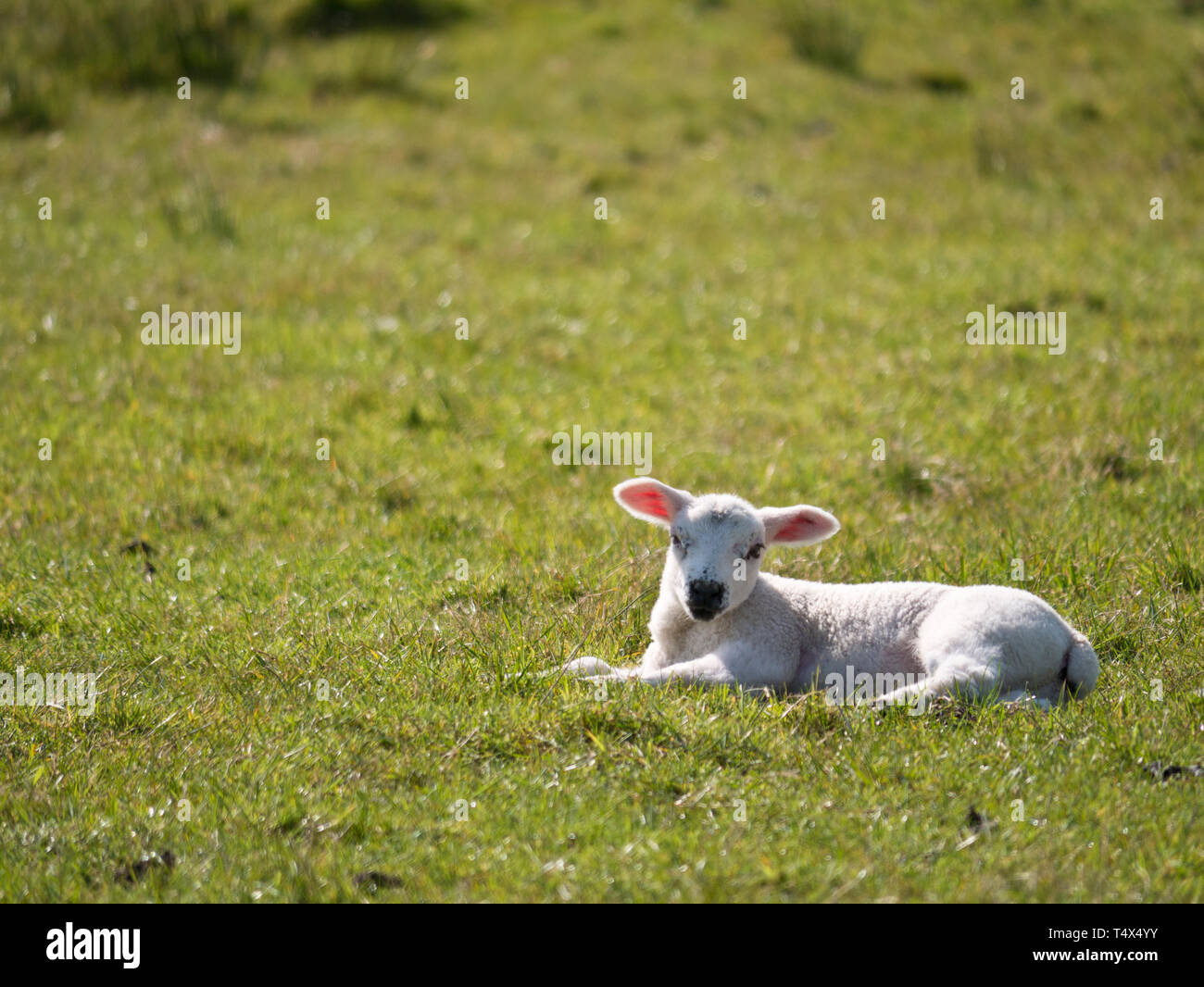 Sheep farming in spring in Cumbria, England, UK Stock Photo - Alamy