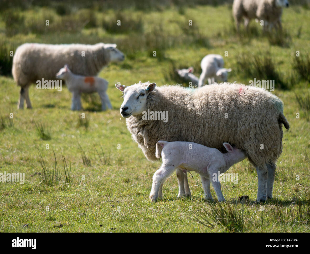 Sheep farming in spring in Cumbria, England, UK Stock Photo - Alamy