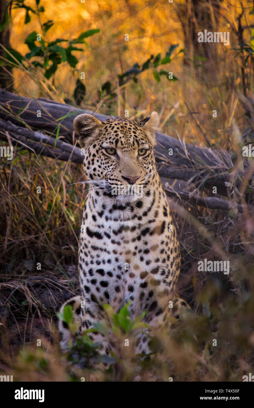 Moremi game reserve leopard hi-res stock photography and images - Alamy