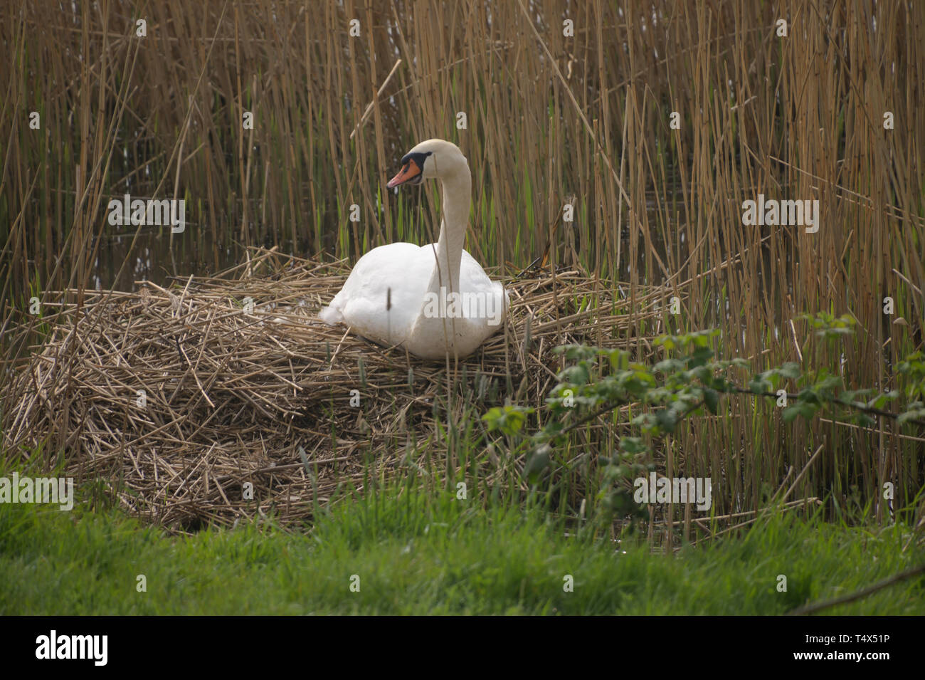 Wild swan incubating cygnet eggs in Spring on a reed nest Stock Photo ...