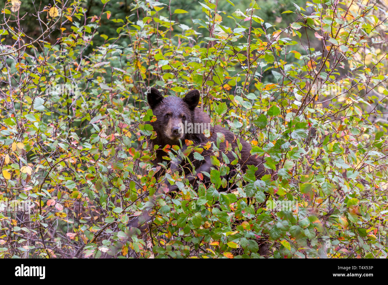 Juvenile black bear ursus hi-res stock photography and images - Alamy