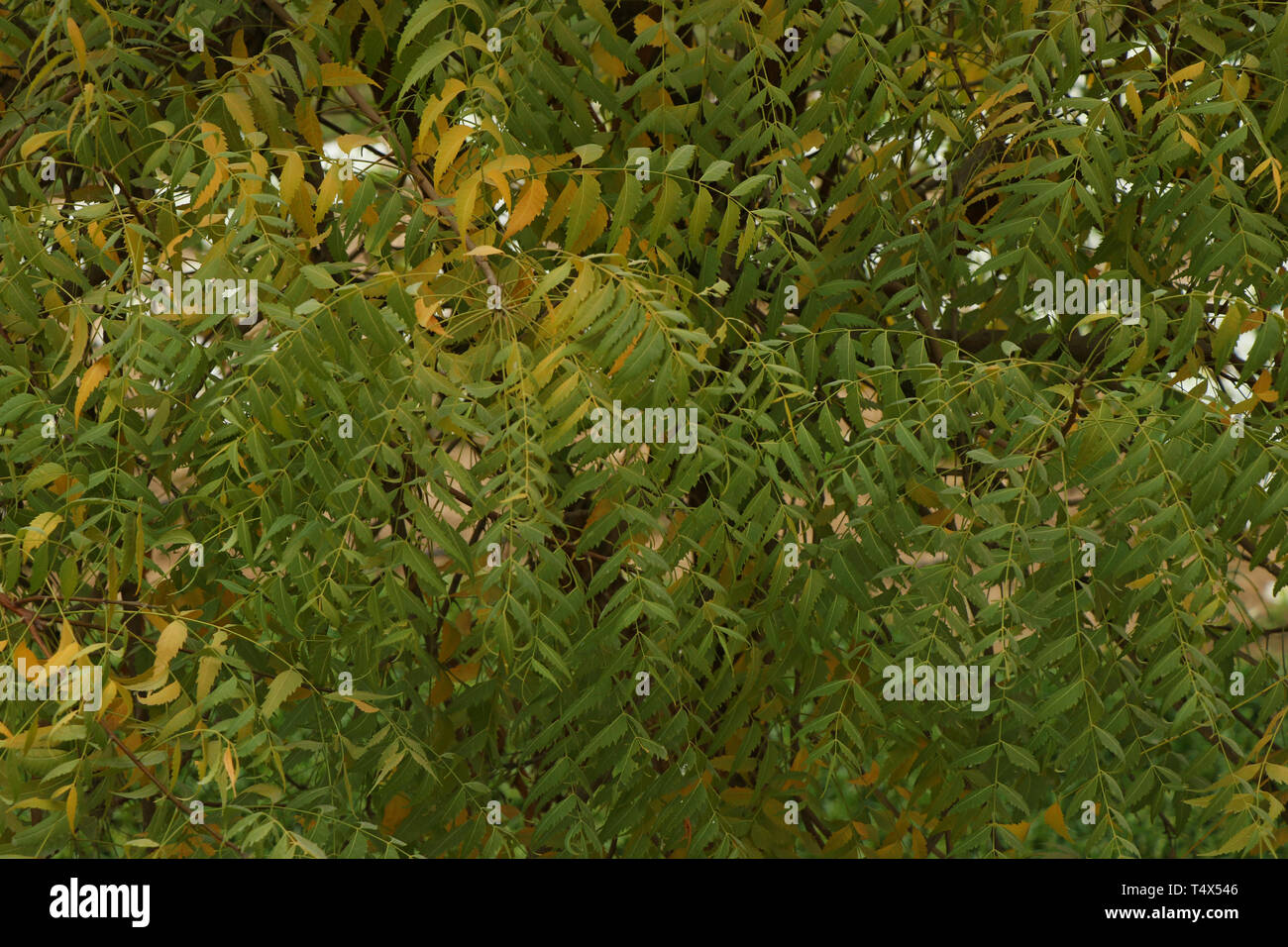 Azadirachta indica, commonly known as neem, nimtree or Indian lilac ...