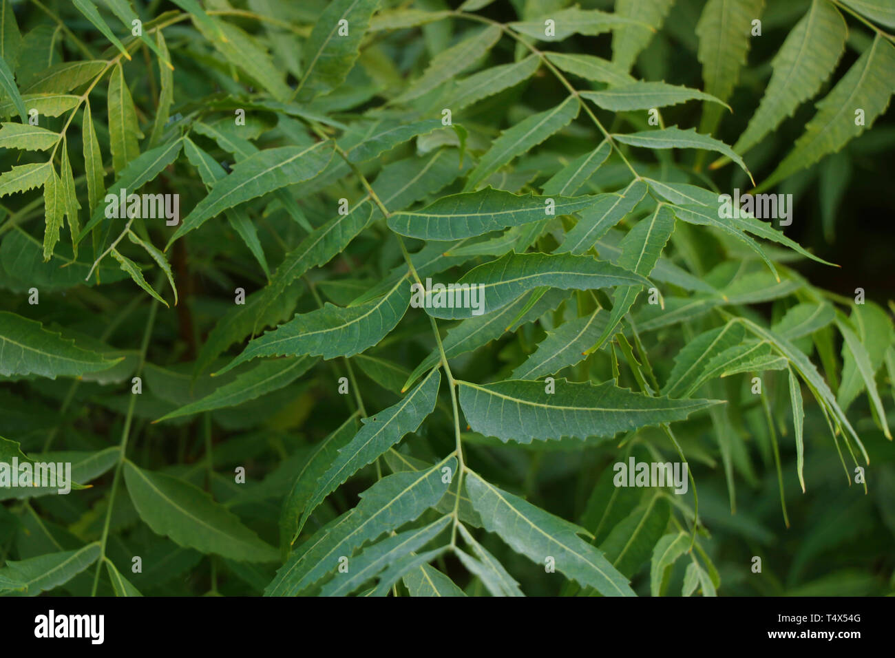 Azadirachta indica, commonly known as neem, nimtree or Indian lilac ...