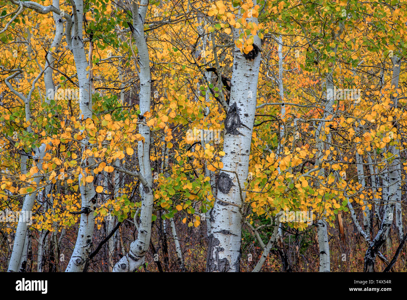 Aspen trees in fall color Stock Photo - Alamy