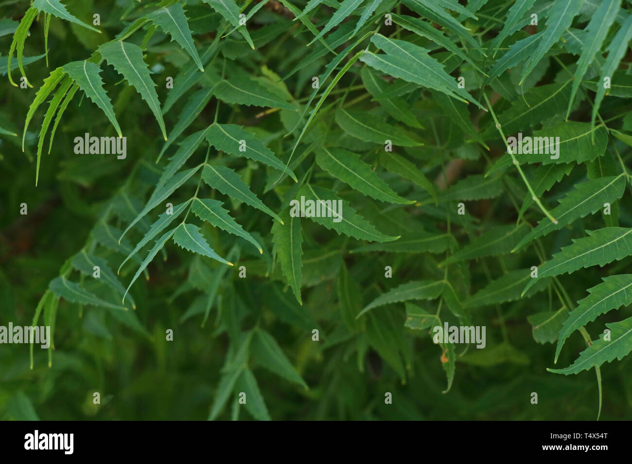 Azadirachta indica, commonly known as neem, nimtree or Indian lilac ...
