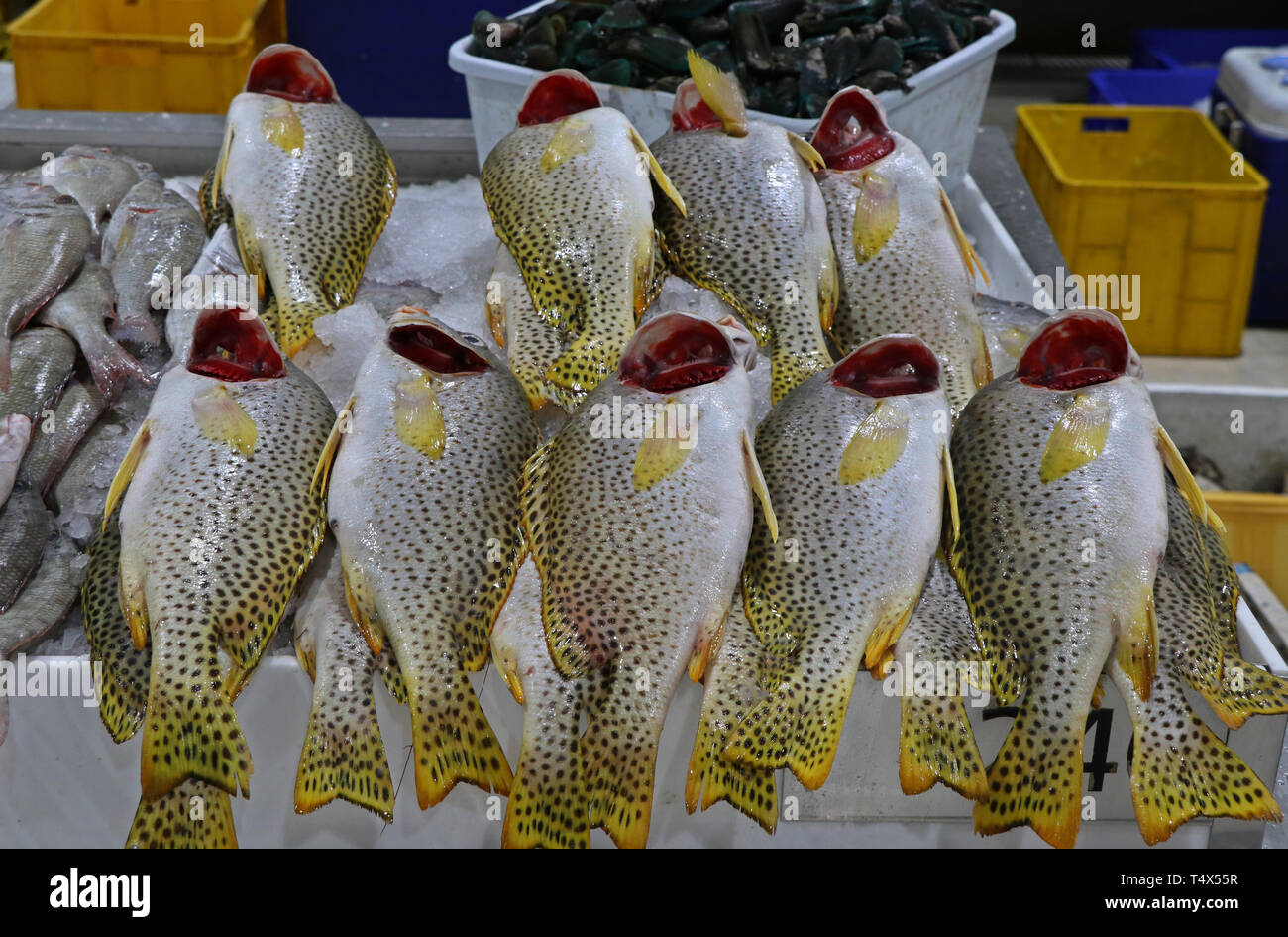 Sheri fish hi-res stock photography and images - Alamy