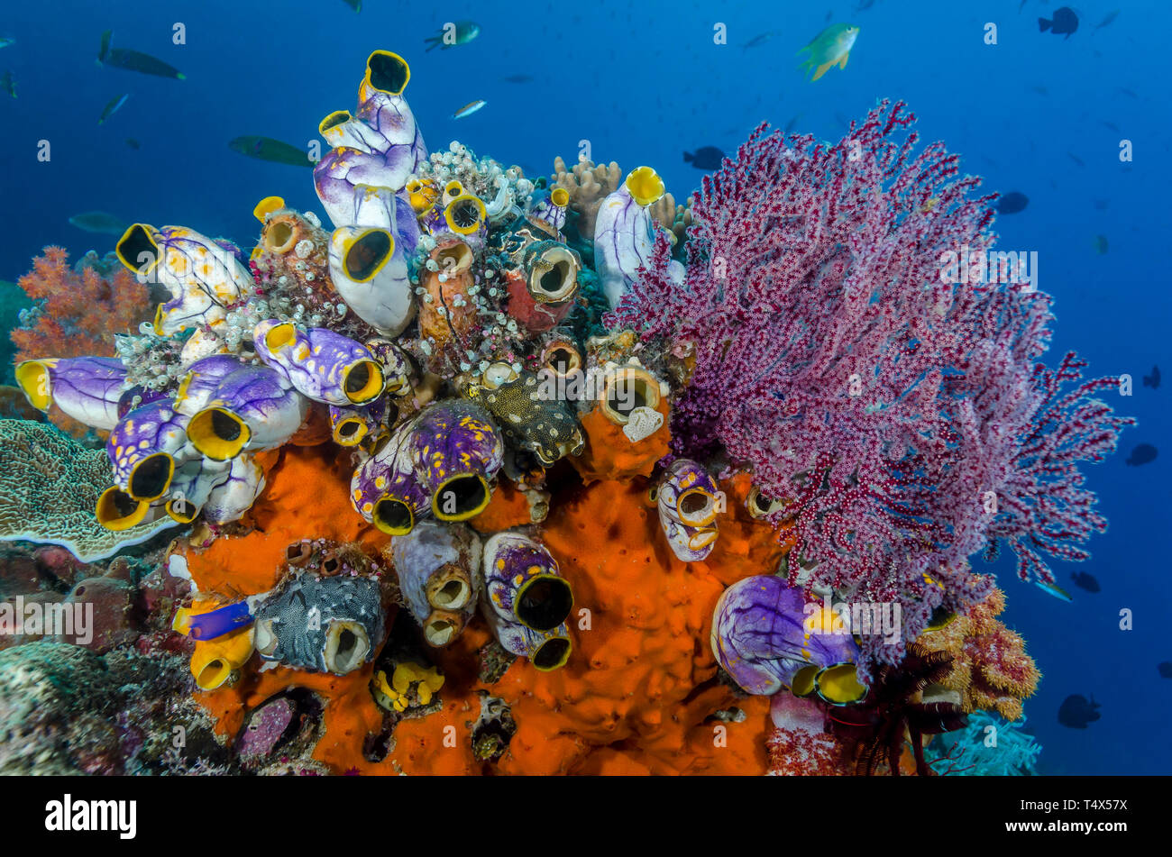 Reefscape with Polycarpa Tunicates or Ascidians (Polycarpa aurata Stock ...