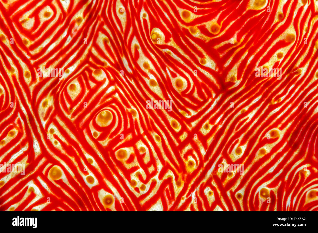 Detail of skin of a Candycane sea cucumber (Thelenota rubralineata ...
