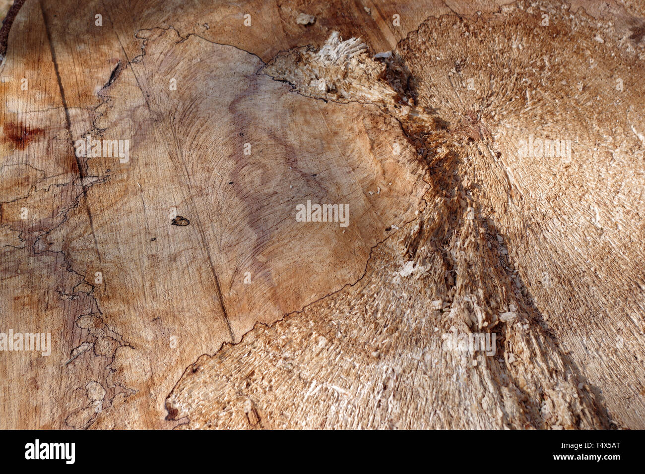 Chopped stumps hi-res stock photography and images - Alamy