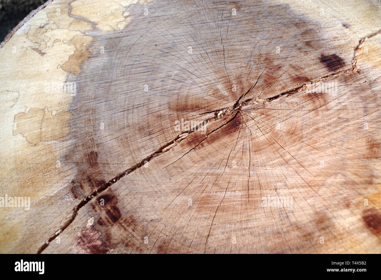 Chopped stumps hi-res stock photography and images - Alamy