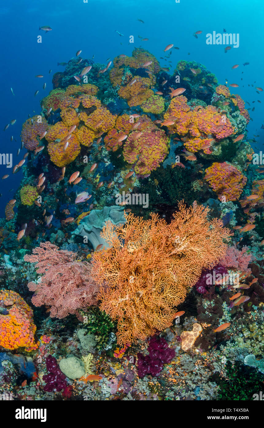 Reefscenic with various hard and soft corals Stock Photo - Alamy