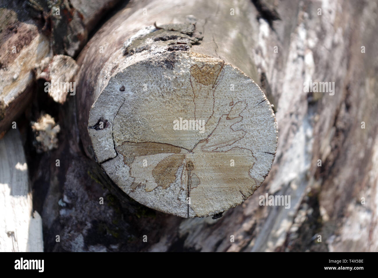 Chopped stumps hi-res stock photography and images - Alamy