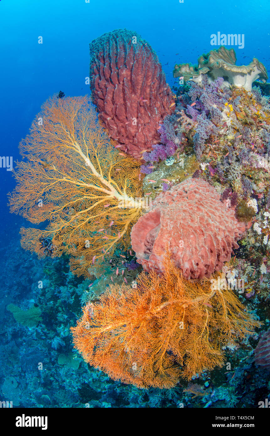 Coral reefscape hi-res stock photography and images - Alamy