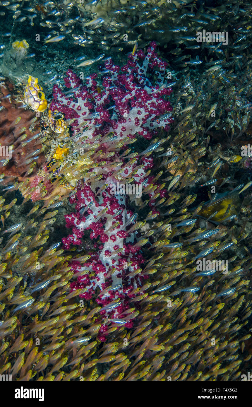 Coral reefscape hi-res stock photography and images - Alamy