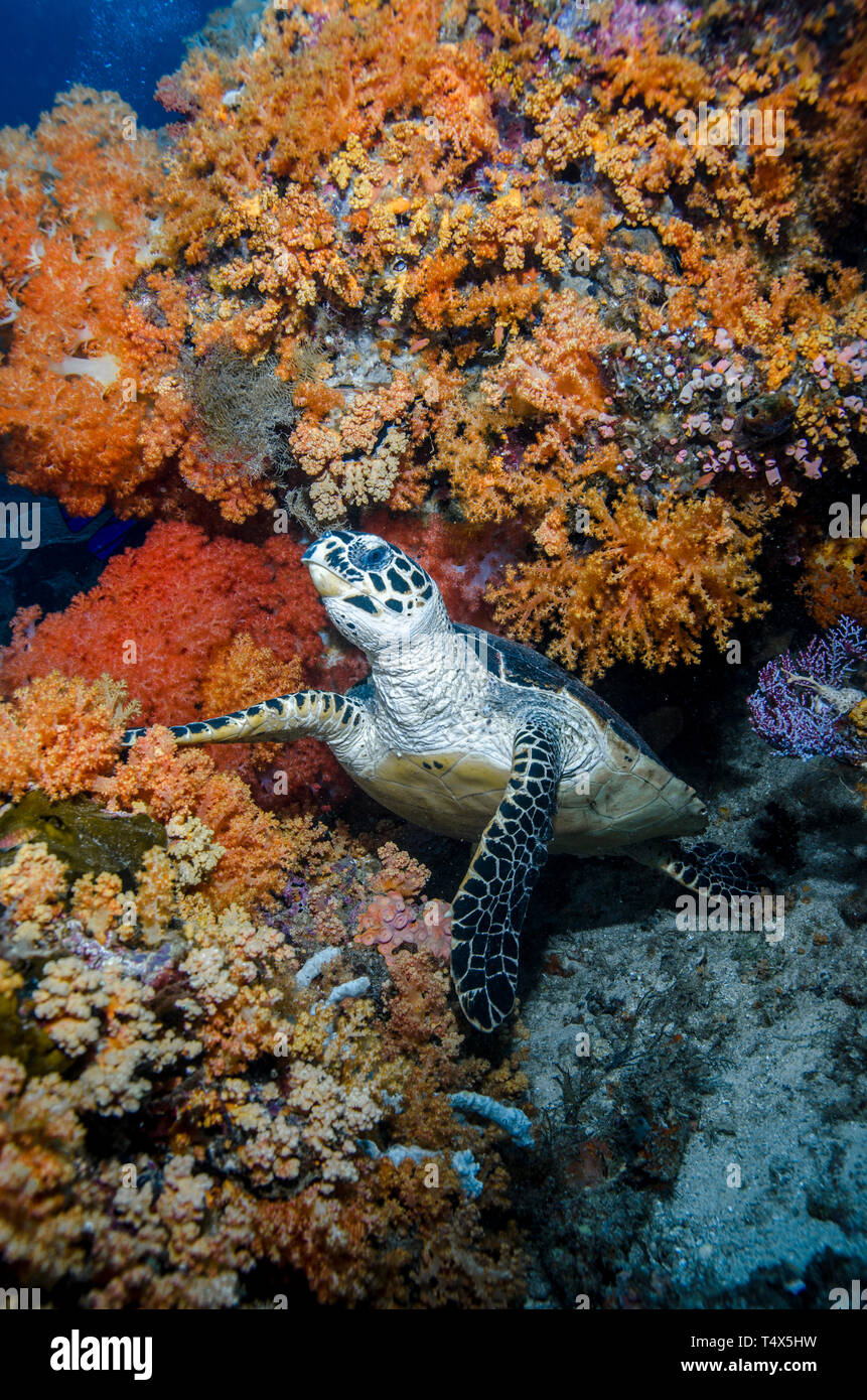 Citrus ridge raja ampat hi-res stock photography and images - Alamy