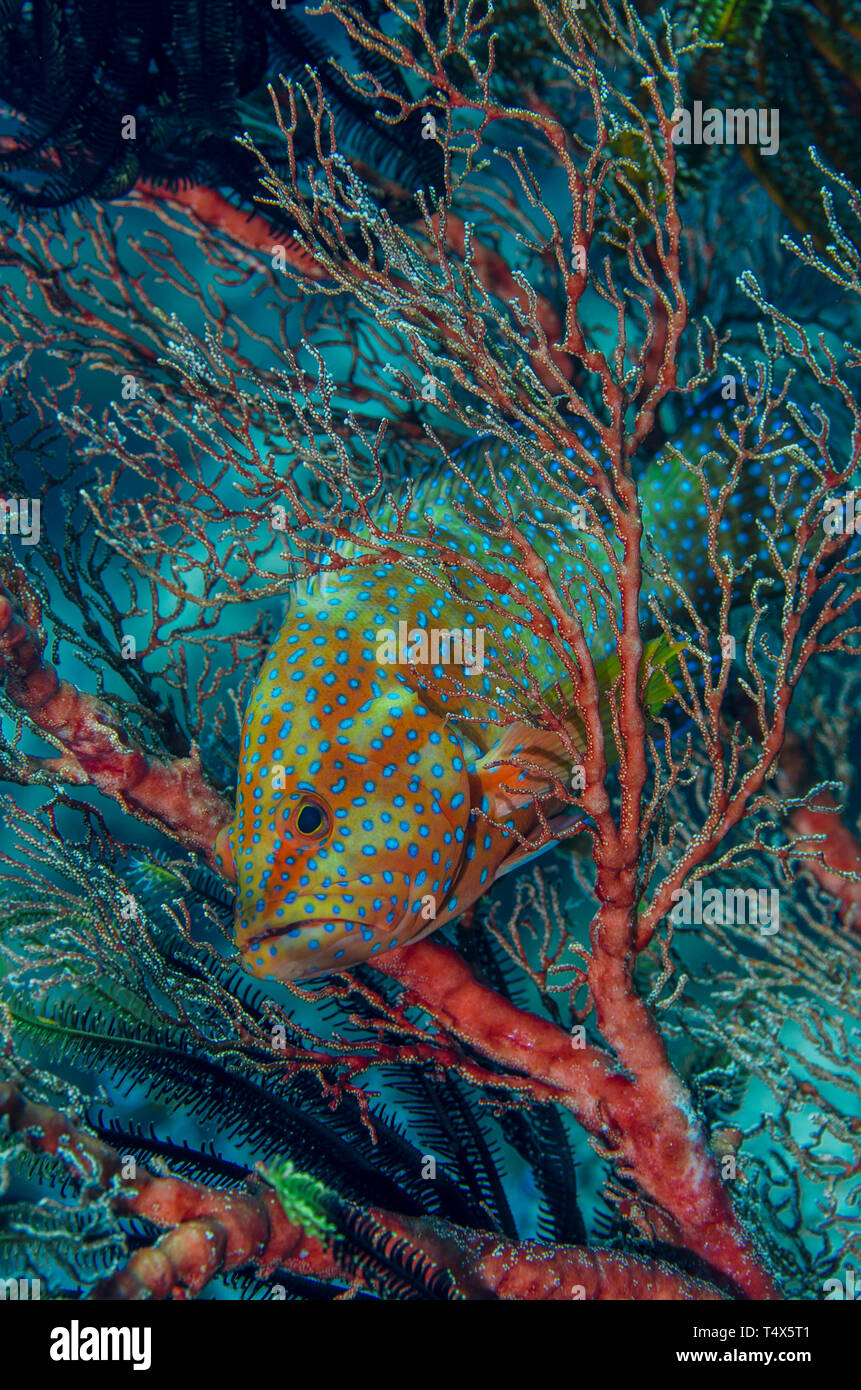 Coral trout hi-res stock photography and images - Alamy