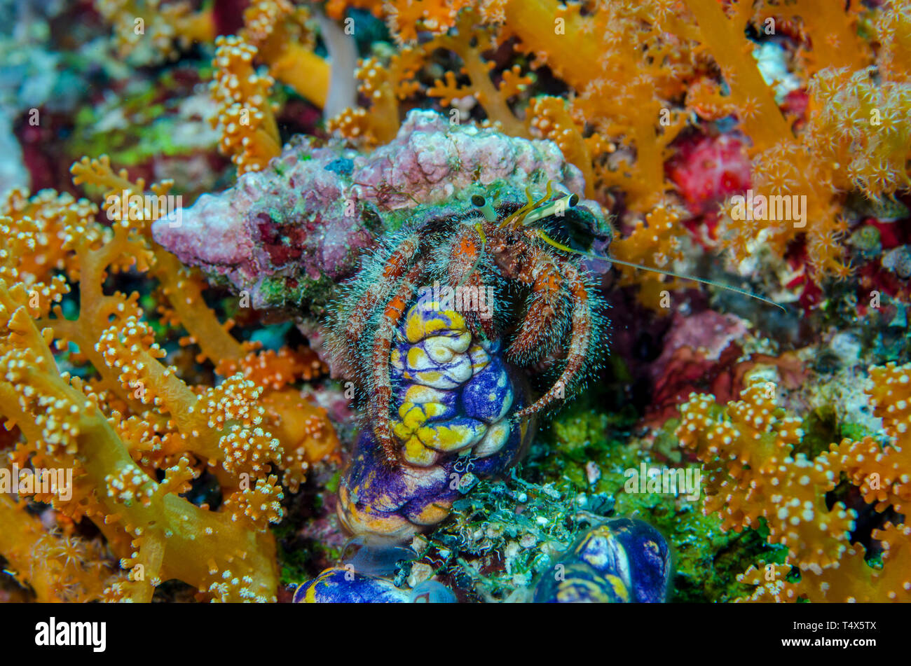 Crab birds hi-res stock photography and images - Alamy