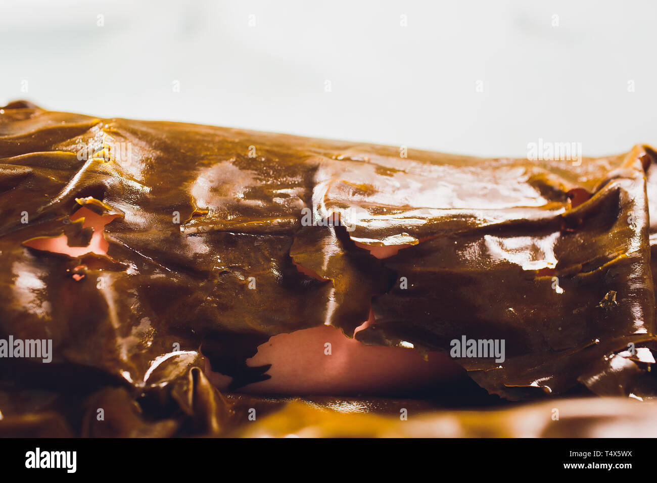 Spa treatment with algae. Woman on seaweed wraps at a spa salon ...
