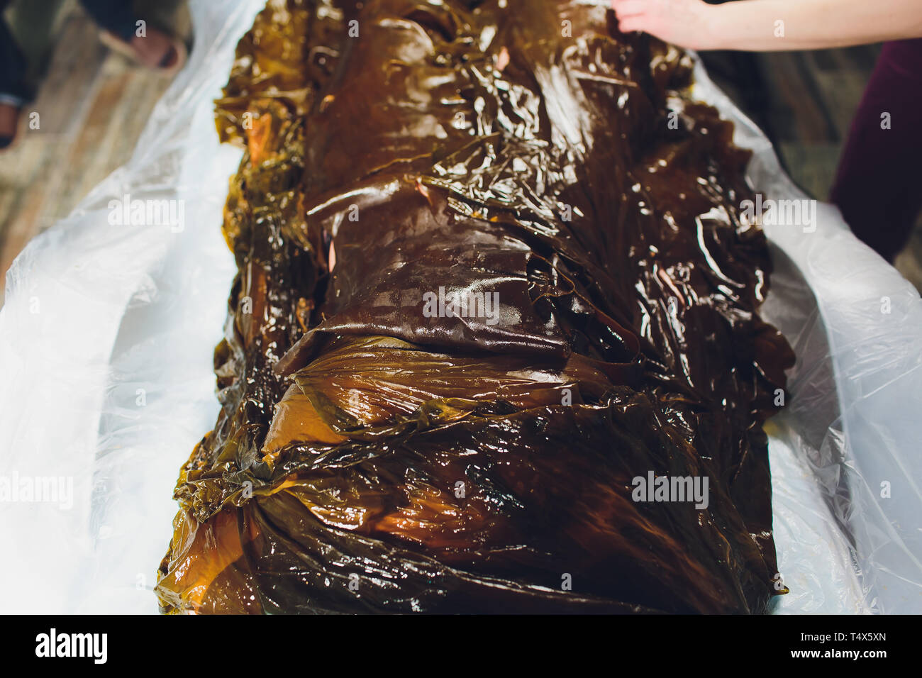 Spa treatment with algae. Woman on seaweed wraps at a spa salon ...