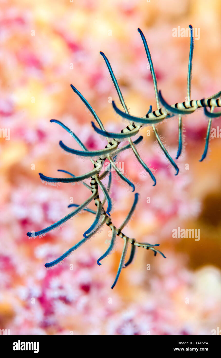 Crinoid arm detail Stock Photo - Alamy