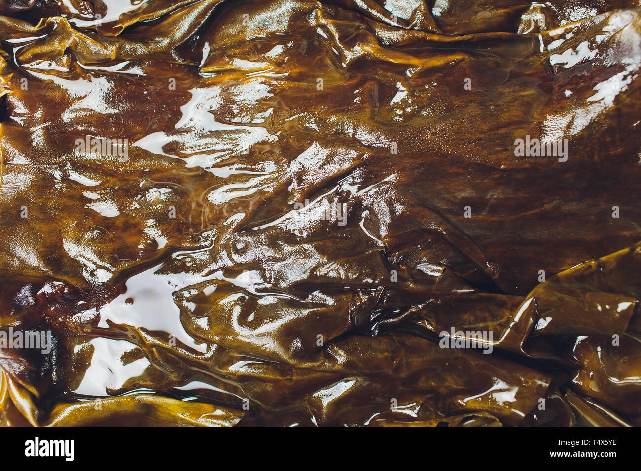 Spa treatment with algae. Woman on seaweed wraps at a spa salon ...