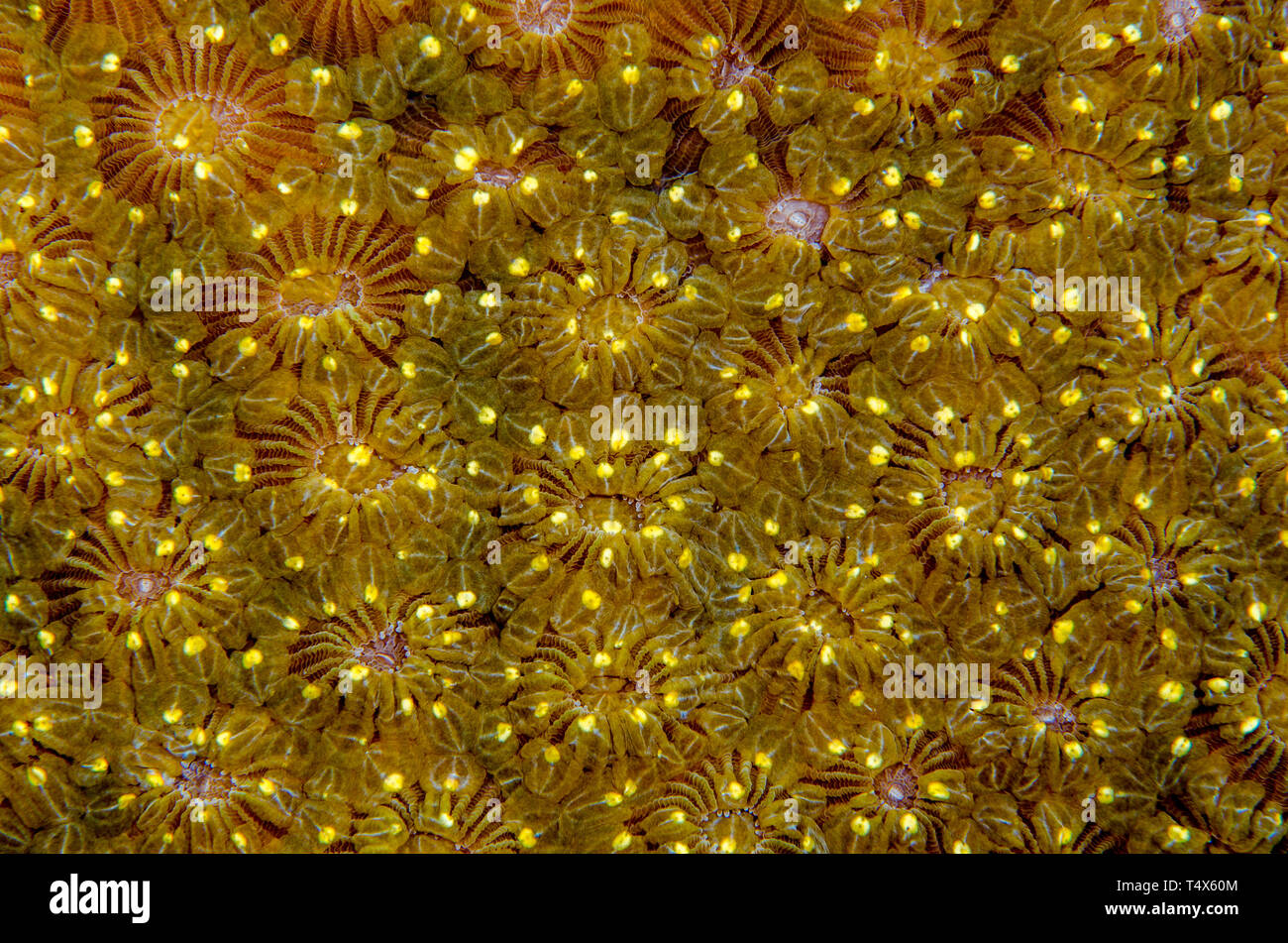 Coral polyp detail hi-res stock photography and images - Alamy