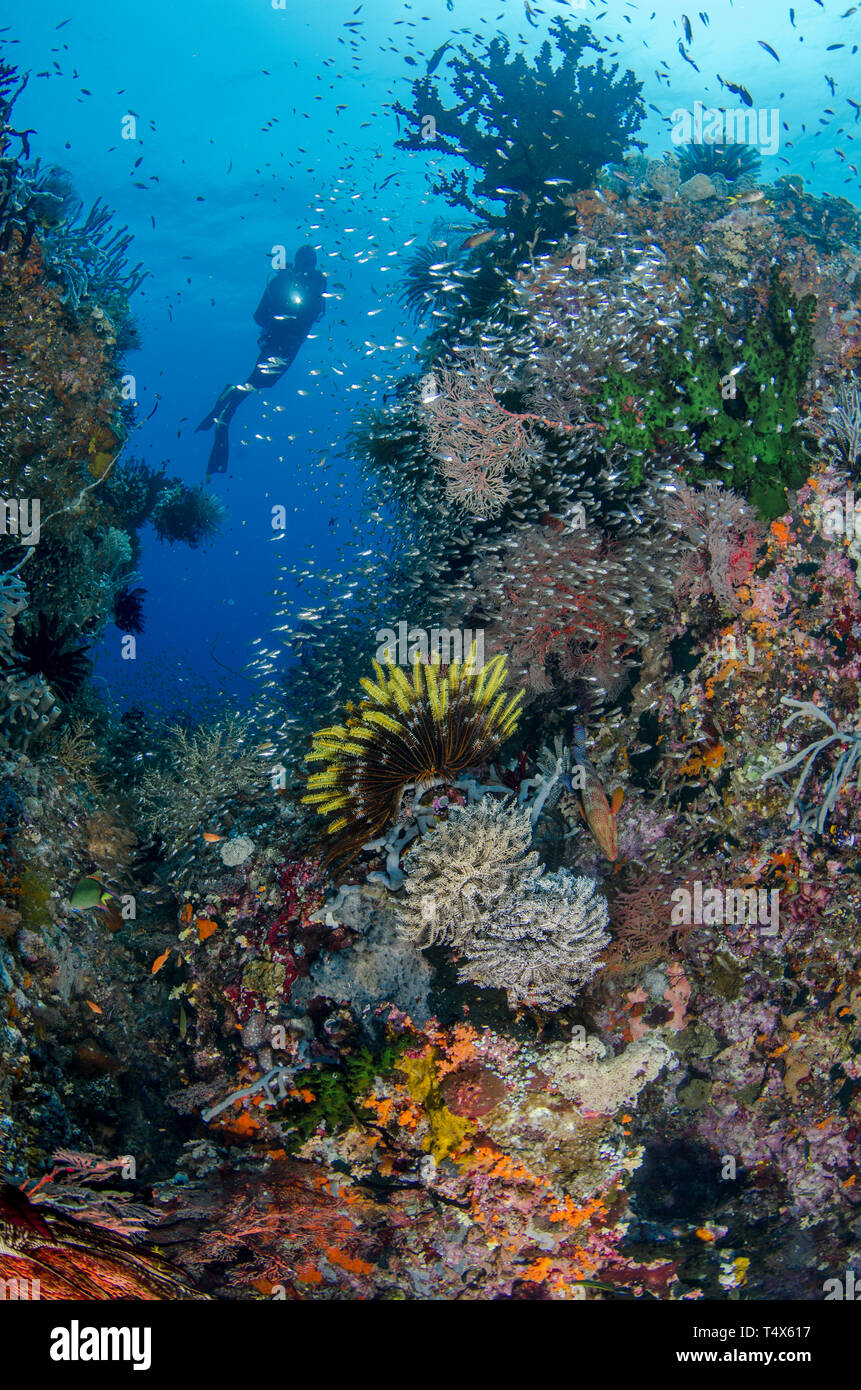 Reefscape hi-res stock photography and images - Alamy