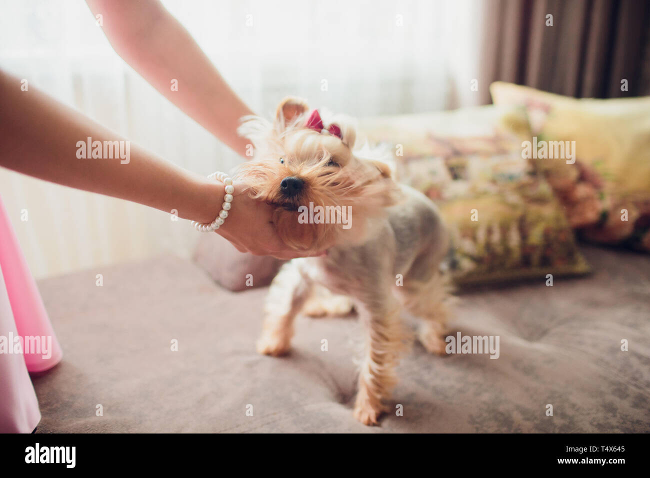 Woman's hand stroking the young Yorkshire Terrier Stock Photo - Alamy