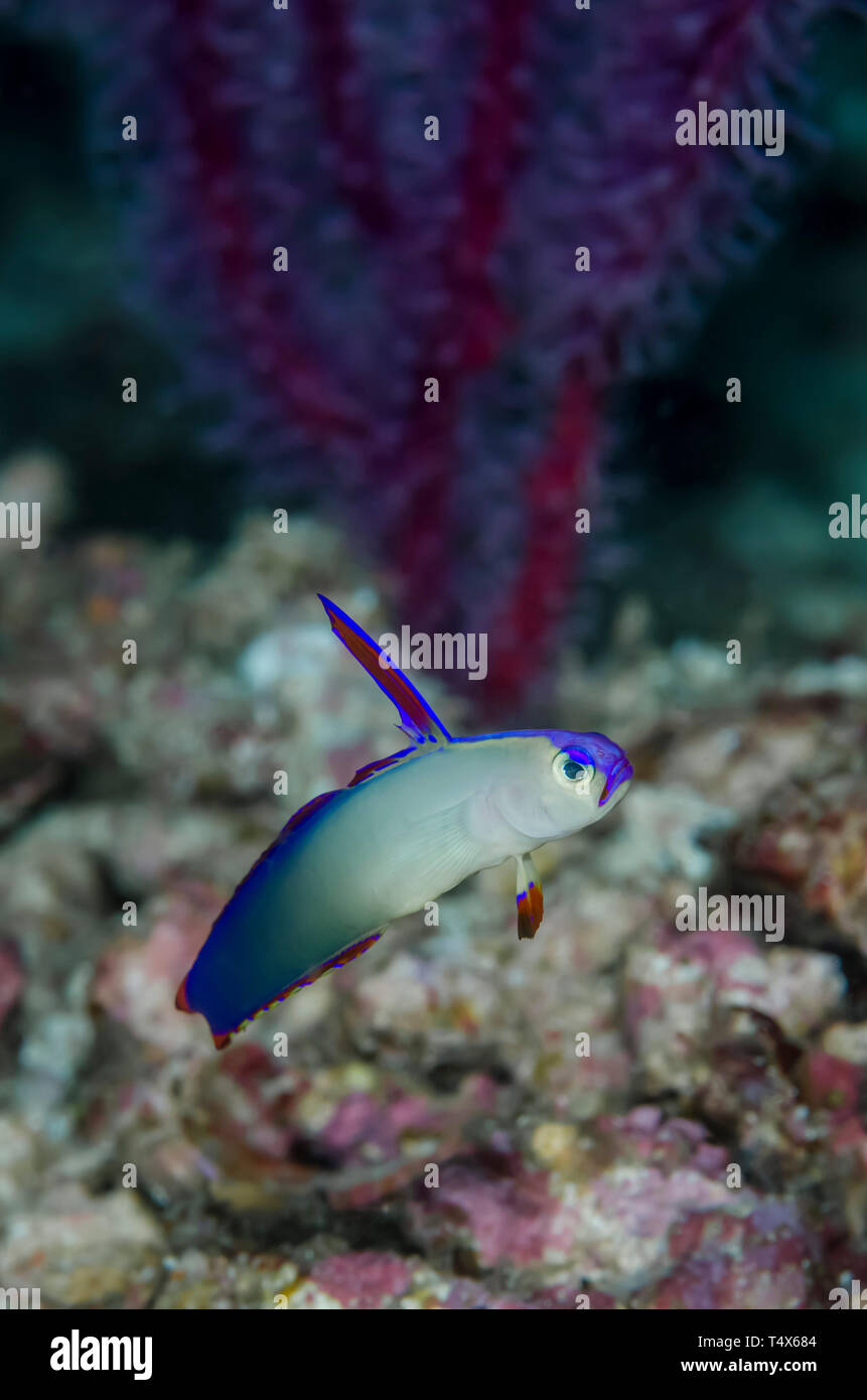 Decorated Dartfish (Nemateleotris decora Stock Photo - Alamy