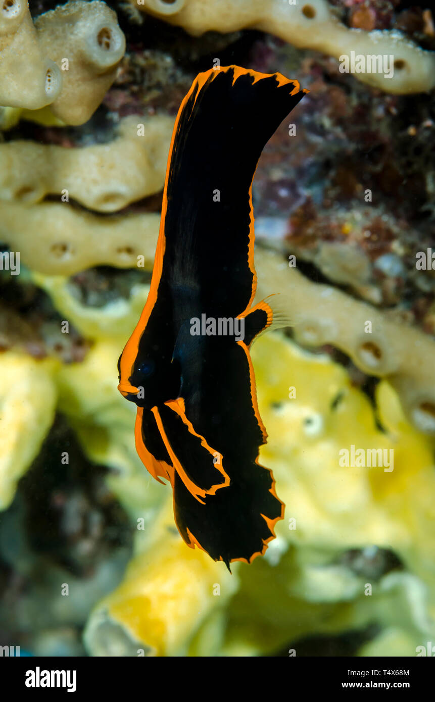 As this fish matures it becomes large, sliver and disk shaped Stock ...