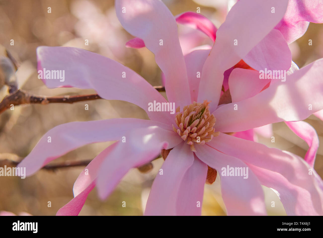 Welcome early flower hi-res stock photography and images - Alamy
