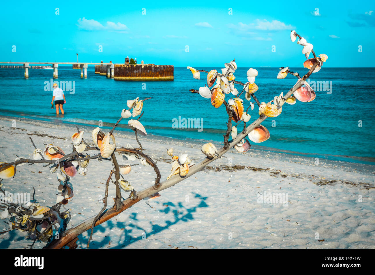 On Southwest Florida beaches, People place seashells on a tree or ...
