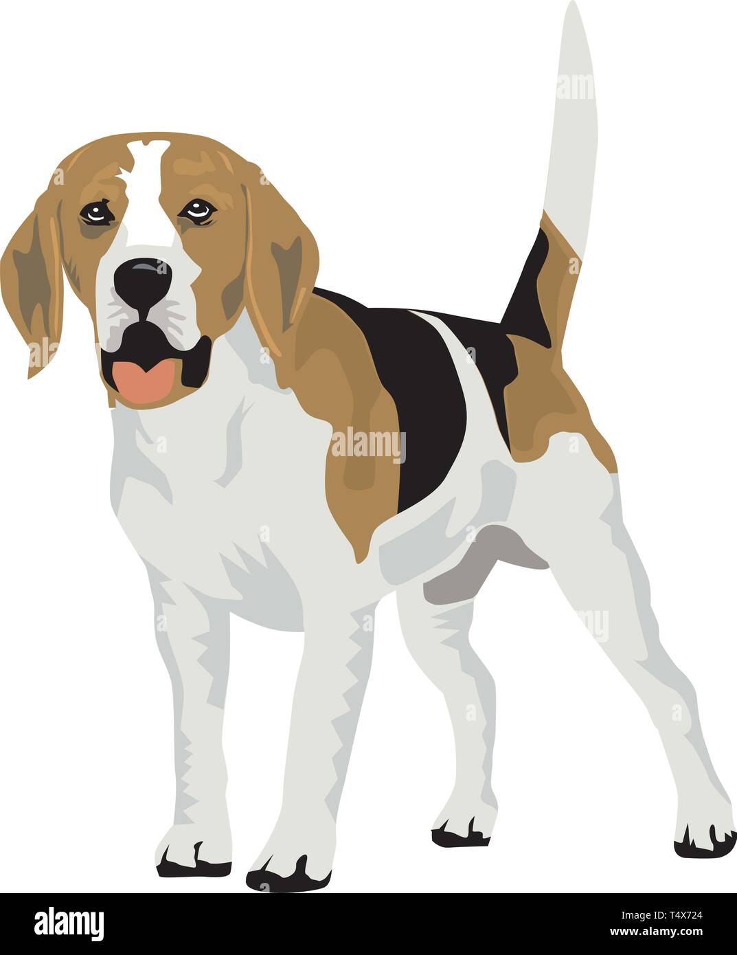Beagle Vector Illustration Stock Vector Image & Art - Alamy