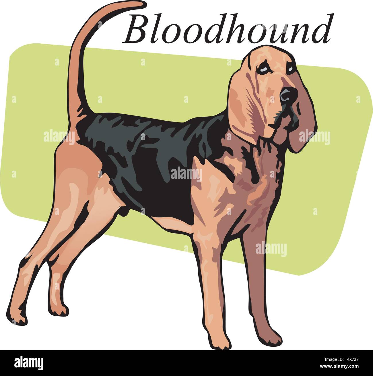 Bloodhound dog Stock Vector Images - Alamy