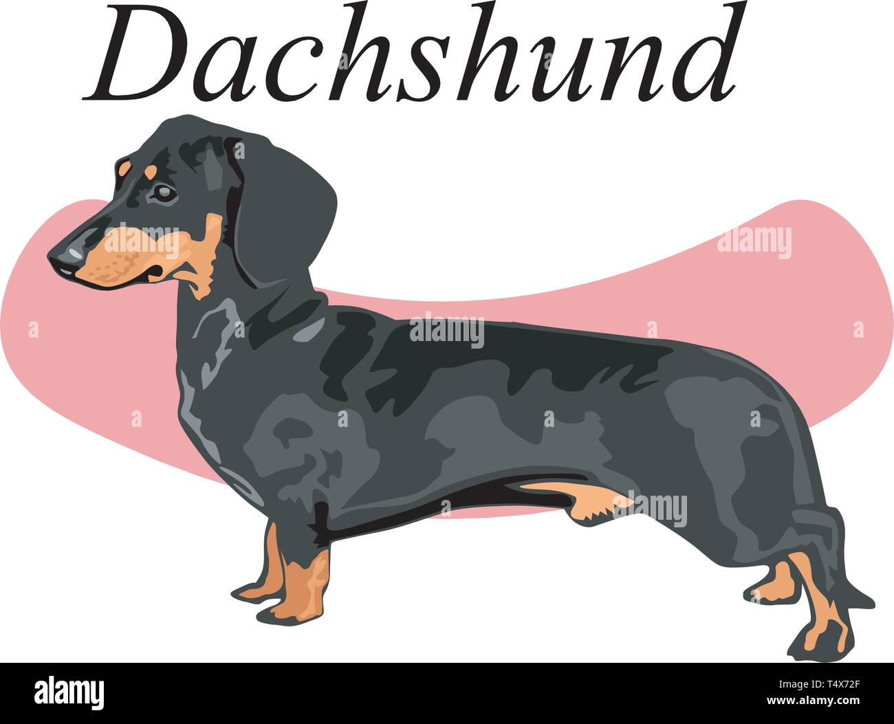Dachshund Vector Illustration Stock Vector Image & Art - Alamy