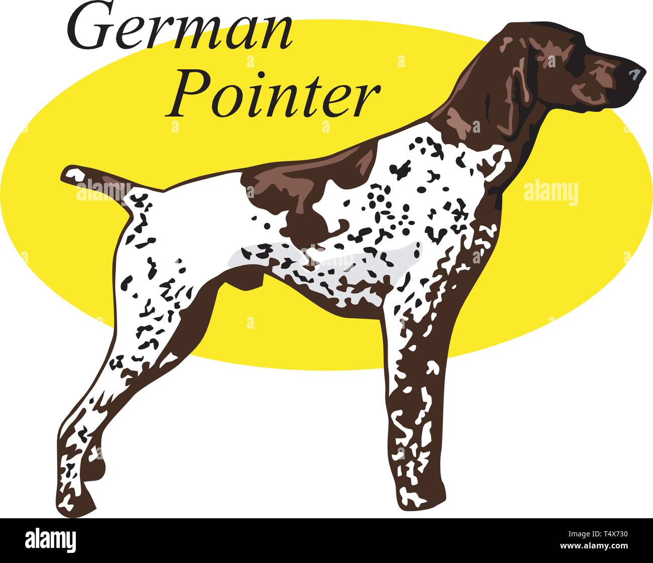 German Pointer Vector Illustration Stock Vector Image & Art - Alamy