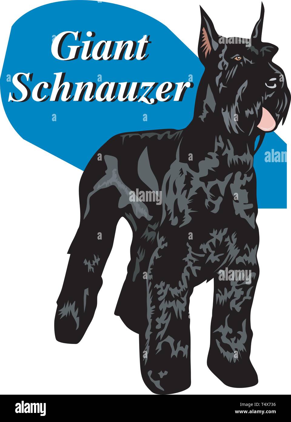 Giant Schnauzer Vector Illustration Stock Vector Image & Art - Alamy