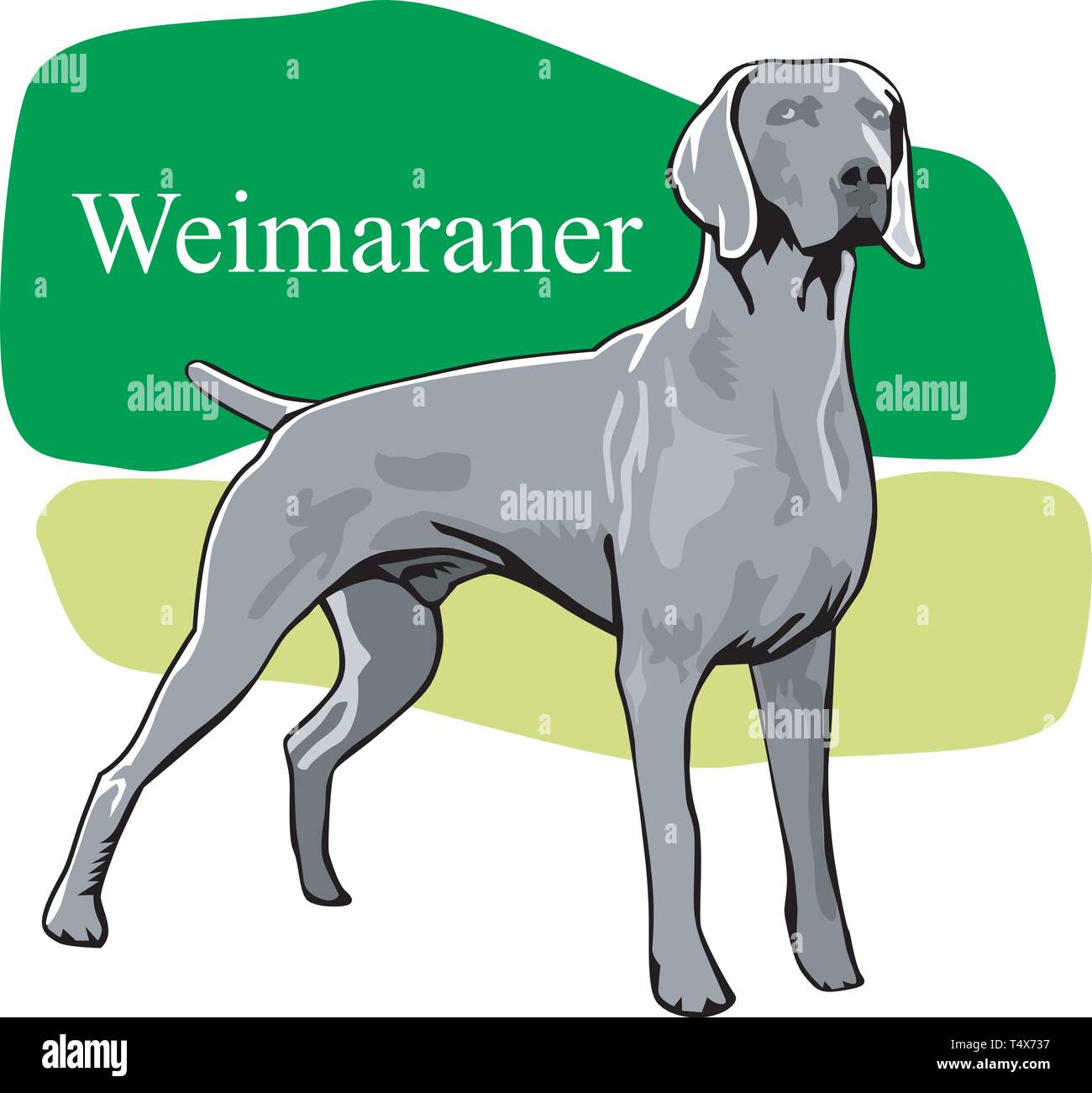 Weimaraner Vector Illustration Stock Vector Image & Art - Alamy