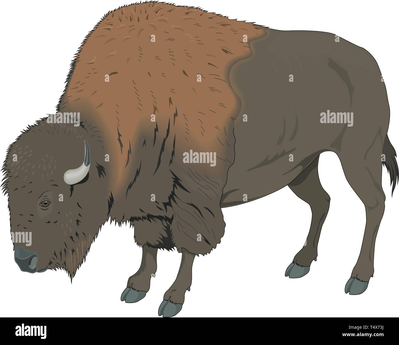 Bison Vector Illustration Stock Vector Image & Art - Alamy
