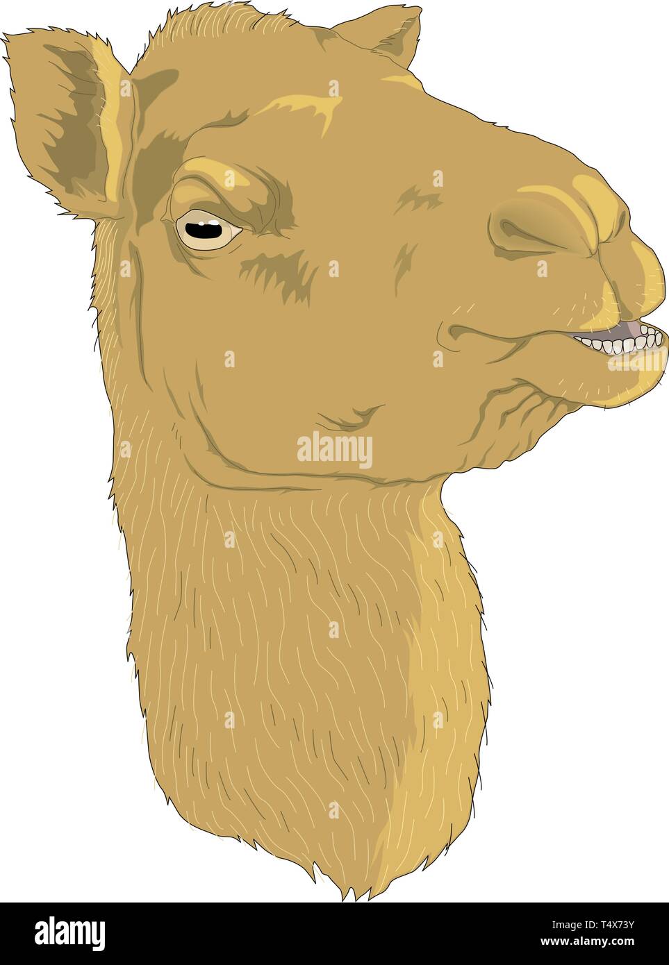 Head camel camels head hi-res stock photography and images - Alamy